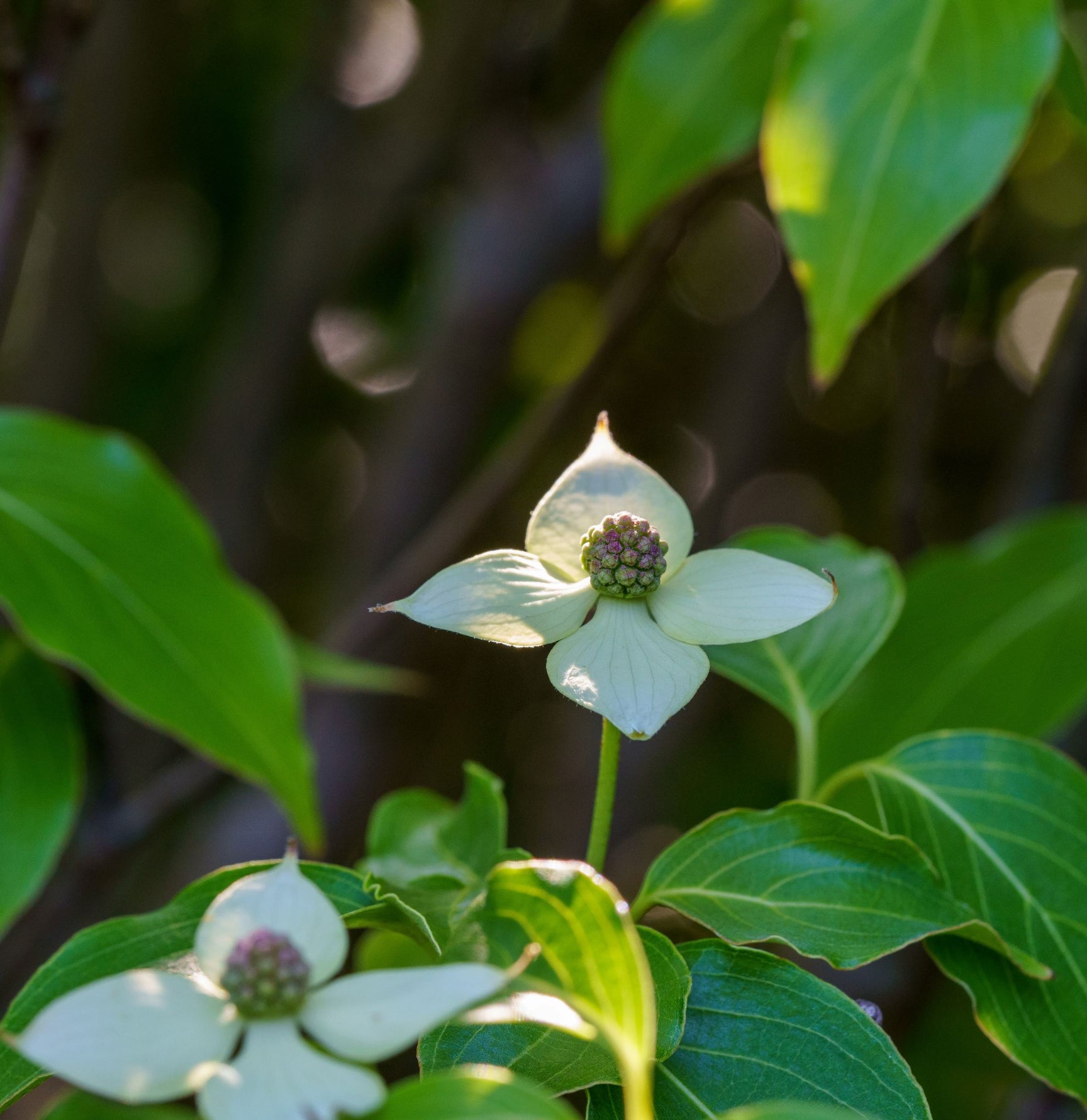 Plant of the Week - Little Poncho Dogwood – Plant Detectives