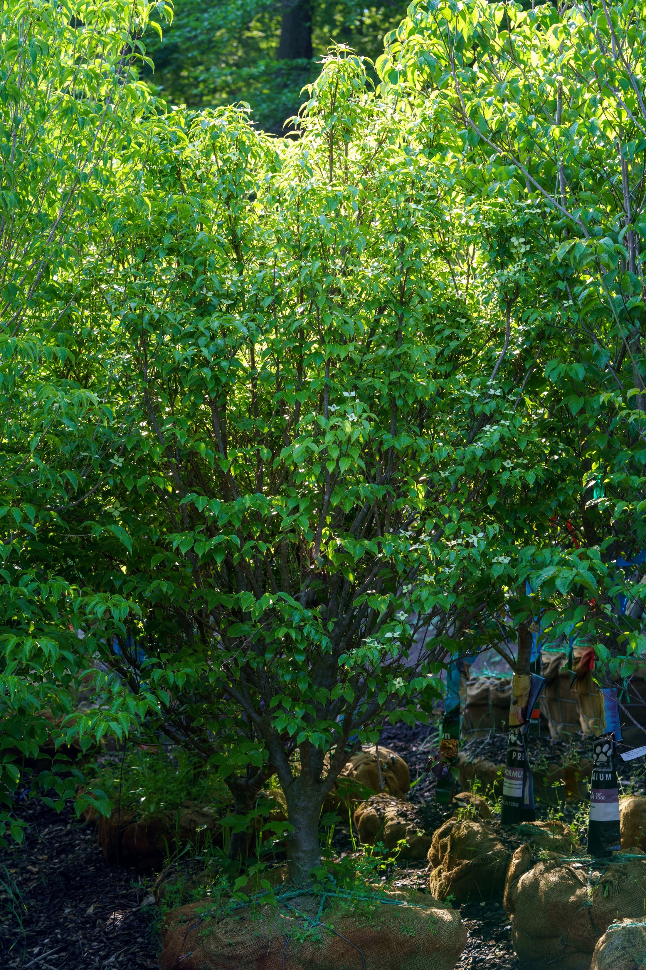 Plant of the Week - Little Poncho Dogwood – Plant Detectives