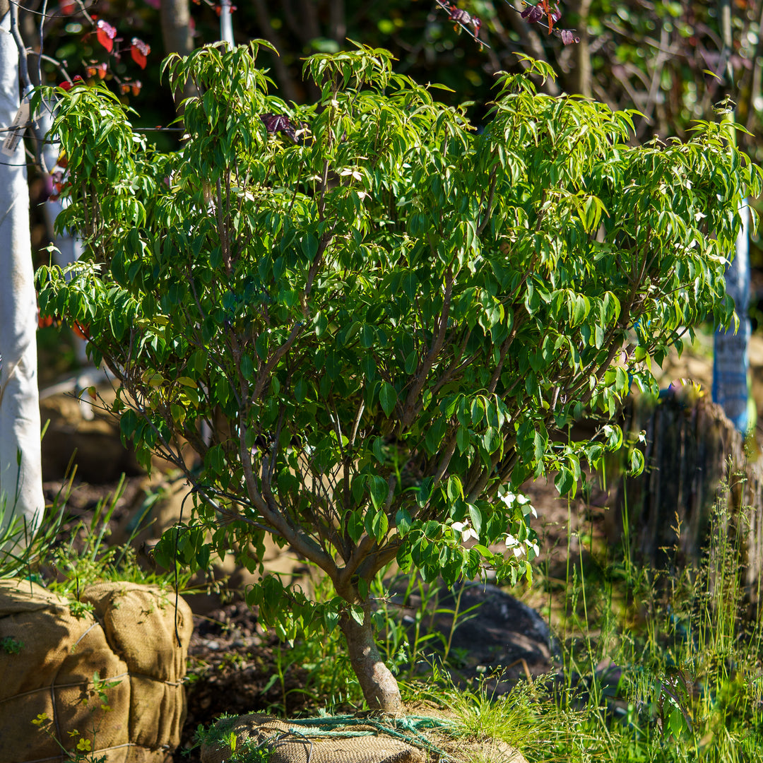 Plant of the Week - Little Poncho Dogwood – Plant Detectives