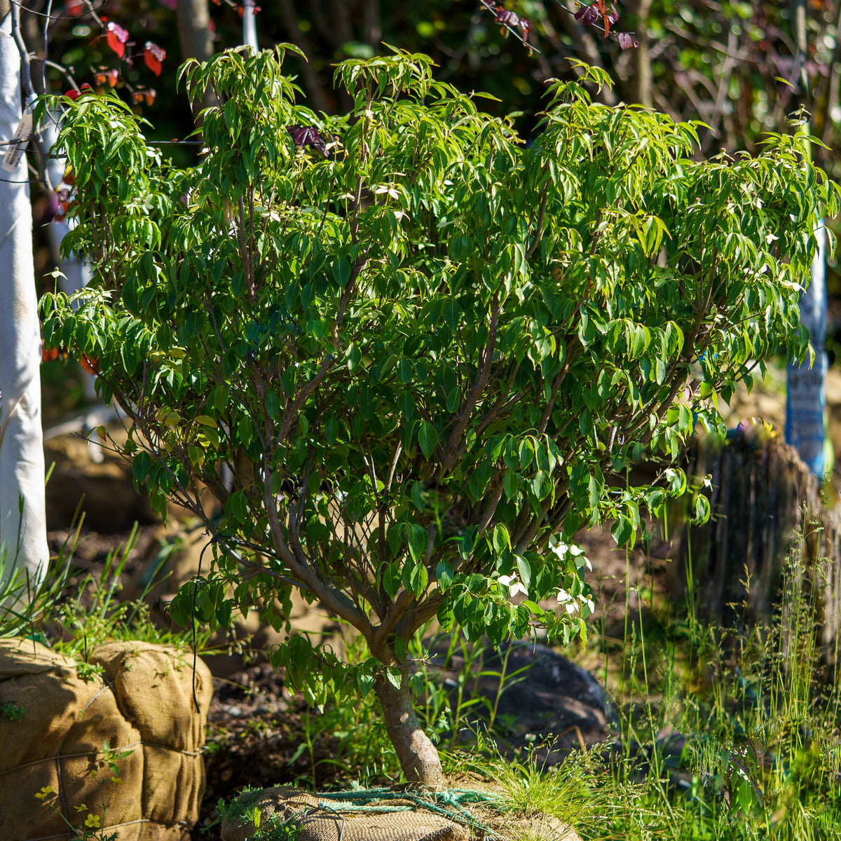 Little Poncho Kousa Dogwood – Plant Detectives