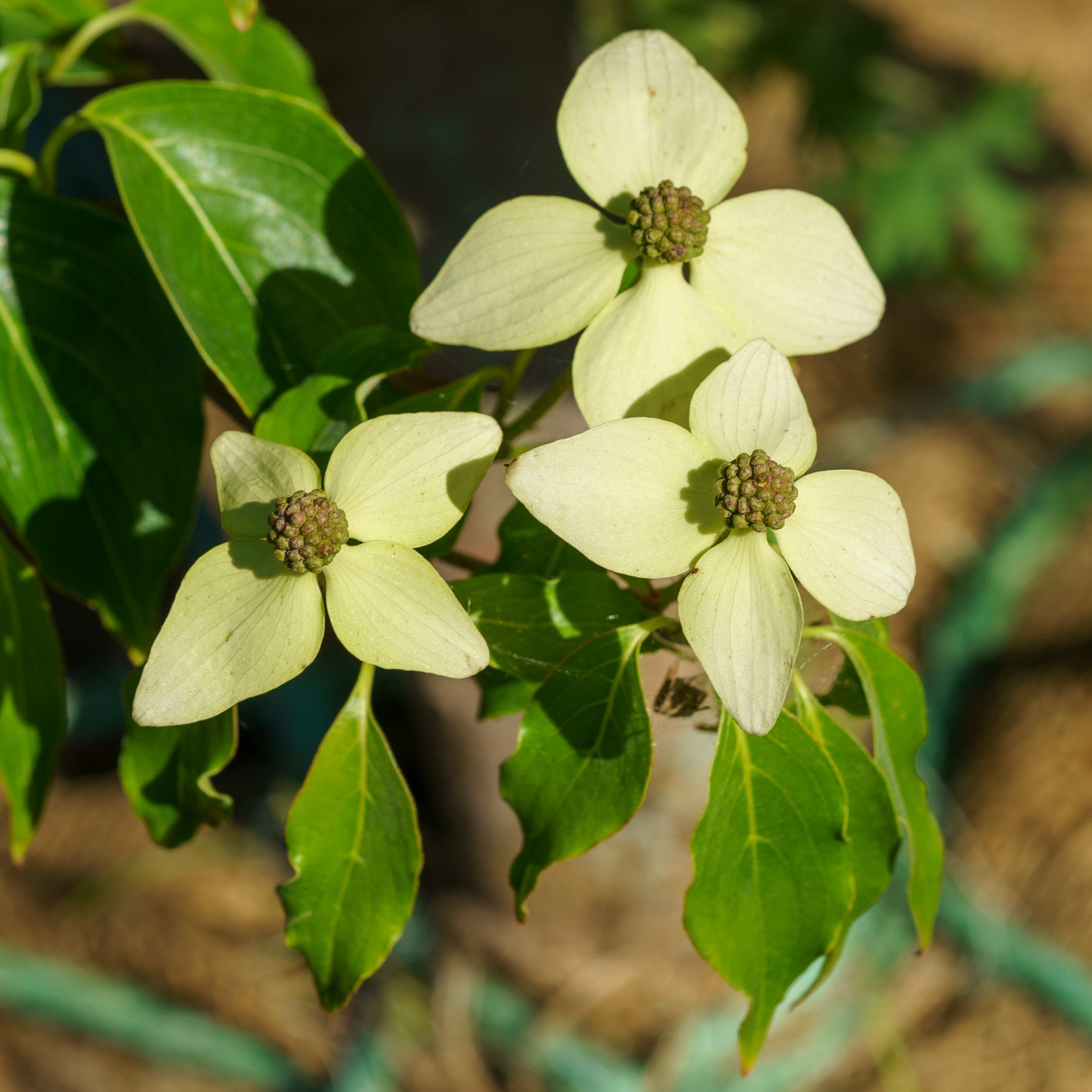 Plant of the Week - Little Poncho Dogwood – Plant Detectives
