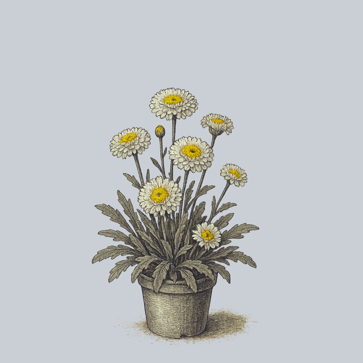 Luna Shasta Daisy – Plant Detectives