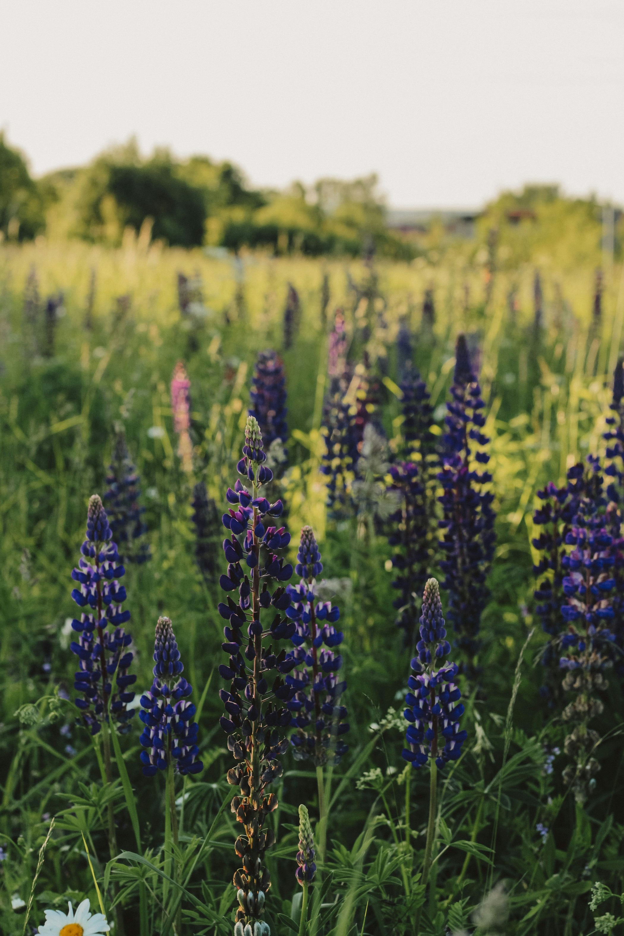 The Lupinus Guide – Plant Detectives