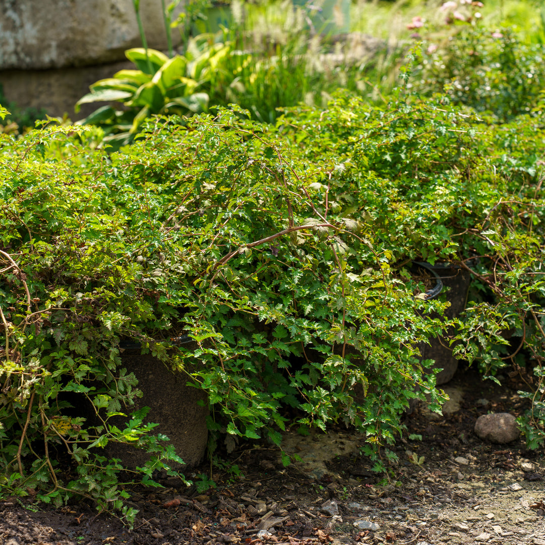 Cutleaf Stephanandra – Plant Detectives