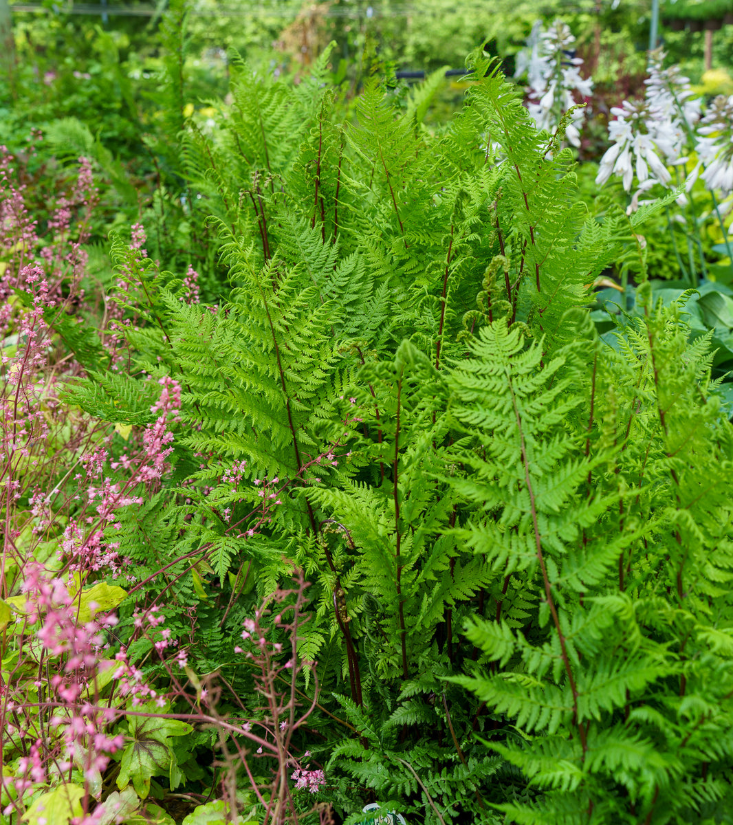 Lady Fern – Plant Detectives