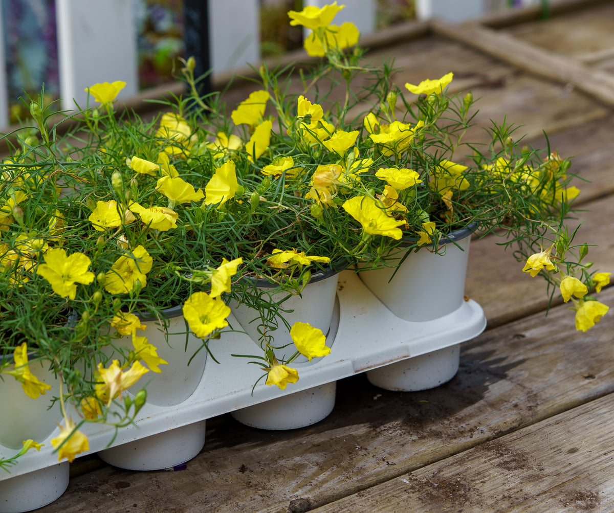 Ladybird Sunglow Texas Primrose – Plant Detectives
