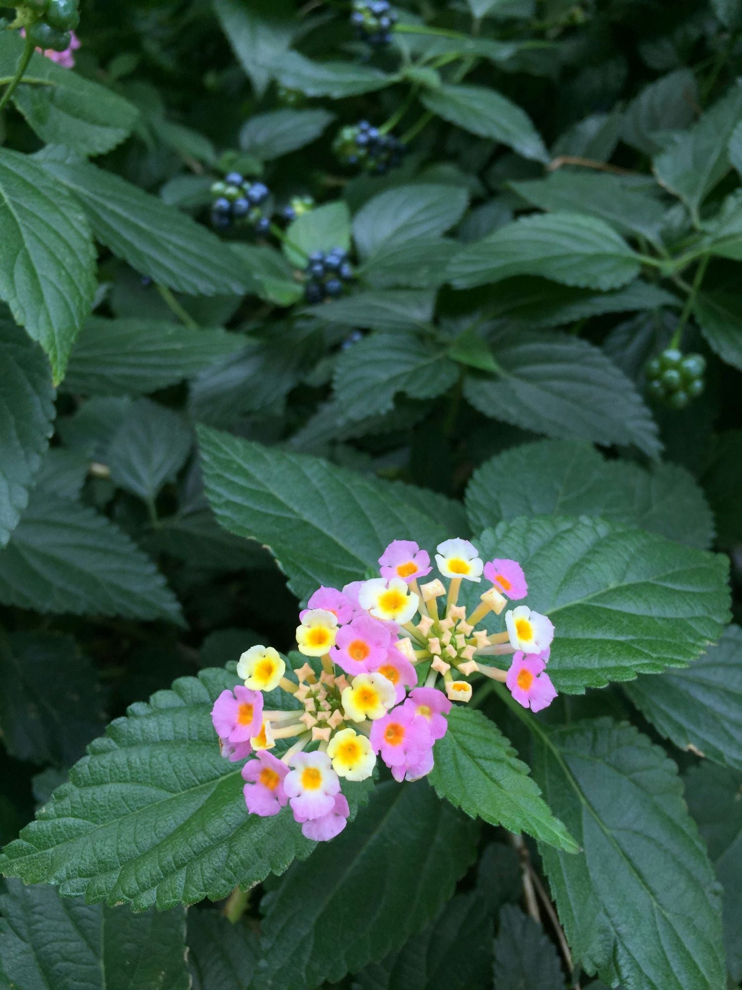The Lantana Guide – Plant Detectives