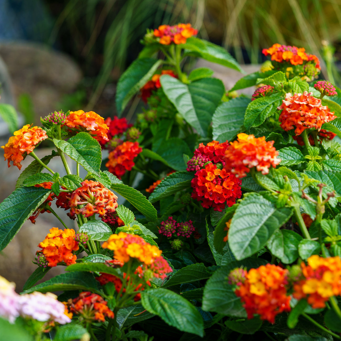 The Lantana Guide – Plant Detectives
