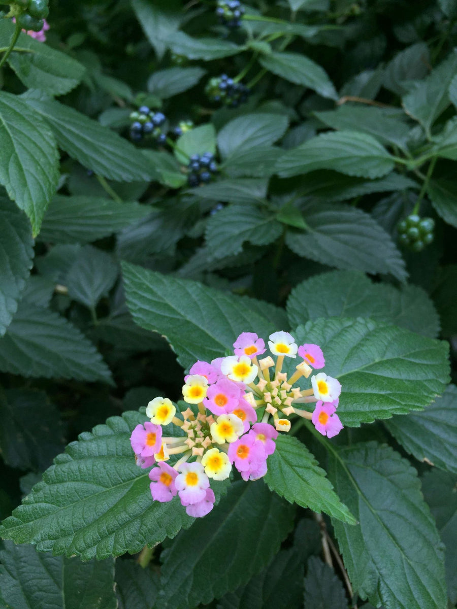 The Lantana Guide – Plant Detectives