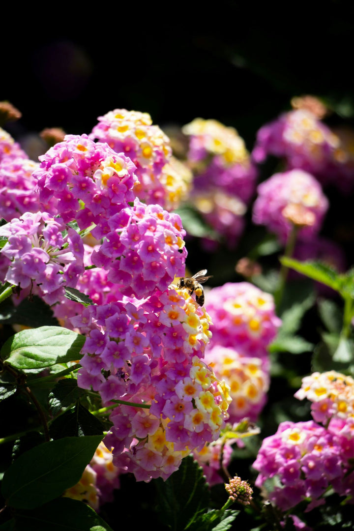 The Lantana Guide – Plant Detectives