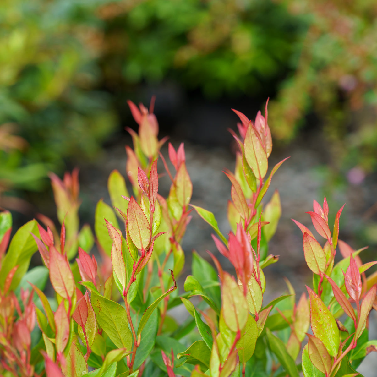 Little Flames Leucothoe – Plant Detectives