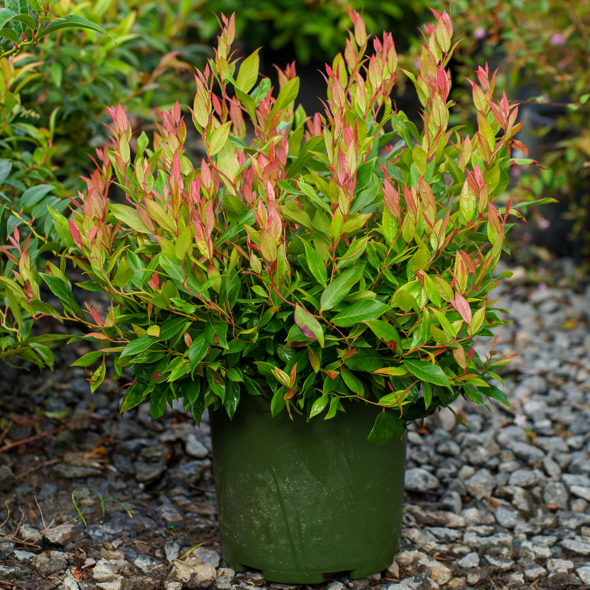 Little Flames Leucothoe – Plant Detectives