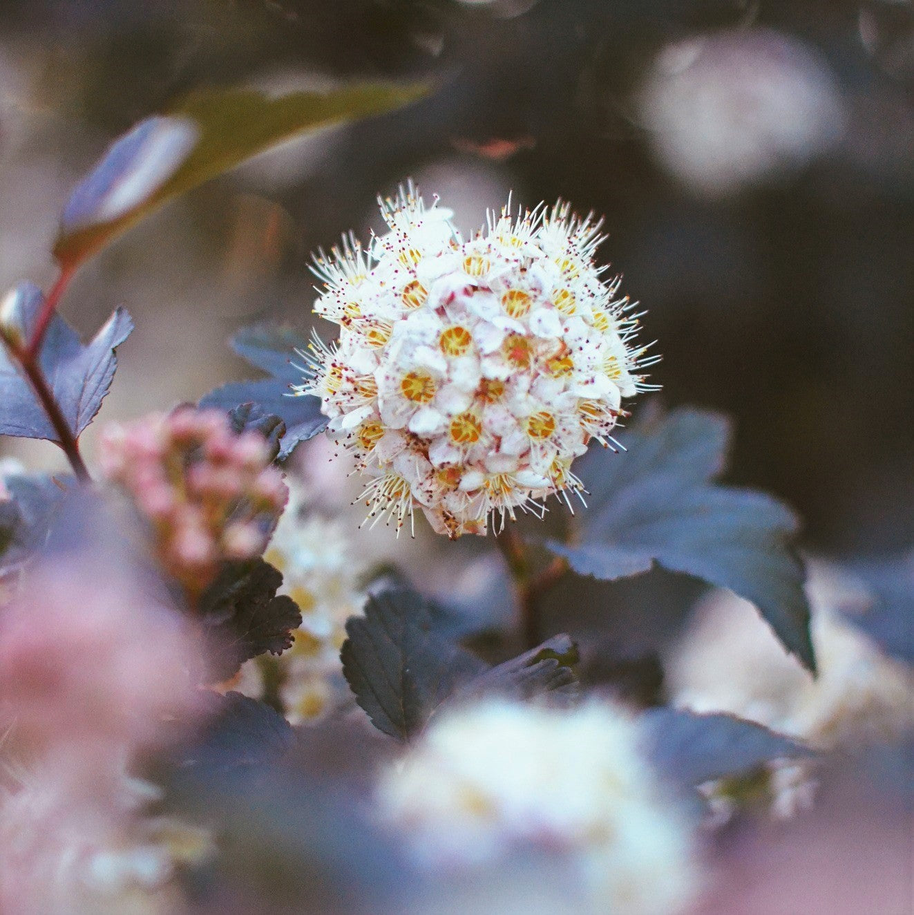 The Ninebark Guide – Plant Detectives