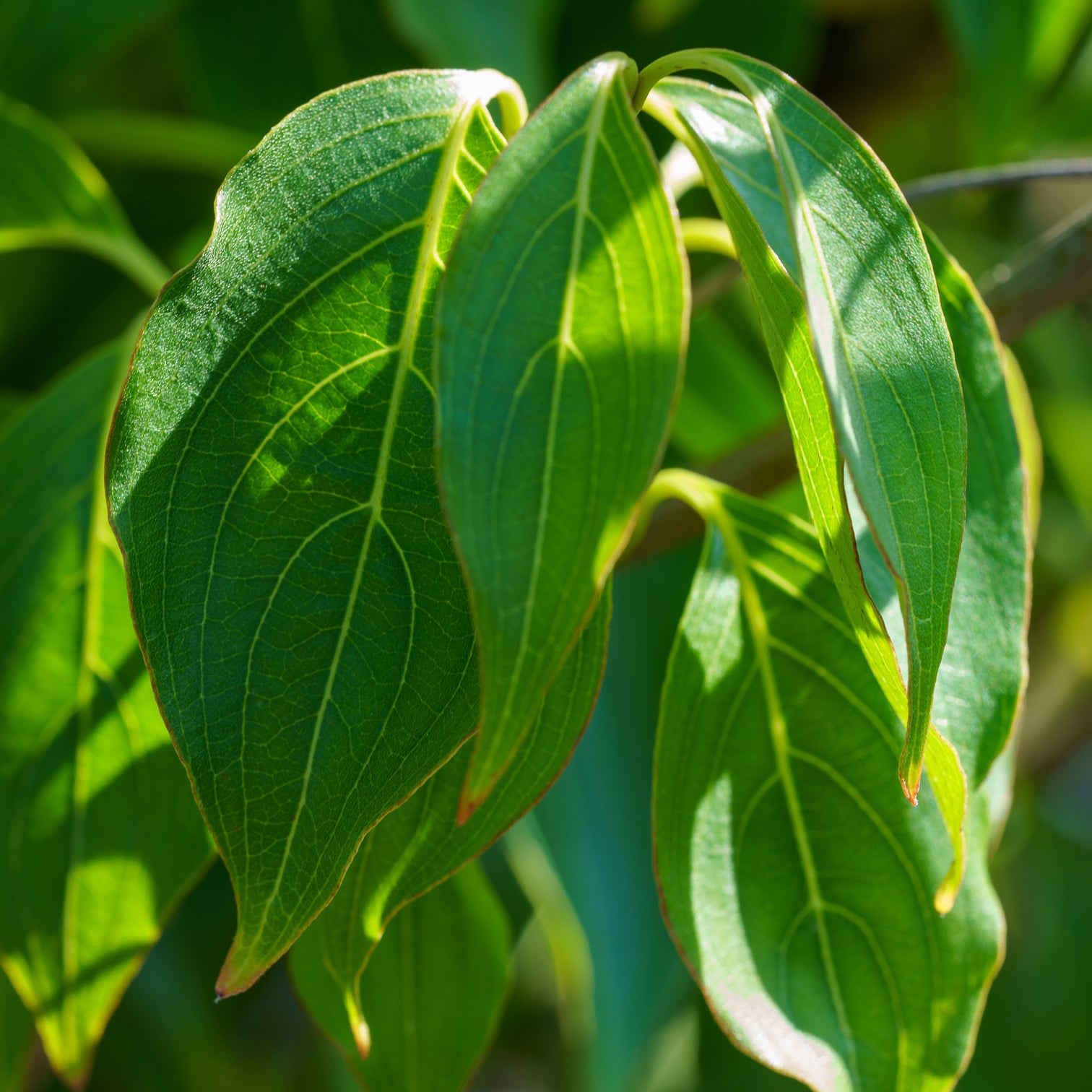 Plant of the Week - Little Poncho Dogwood – Plant Detectives