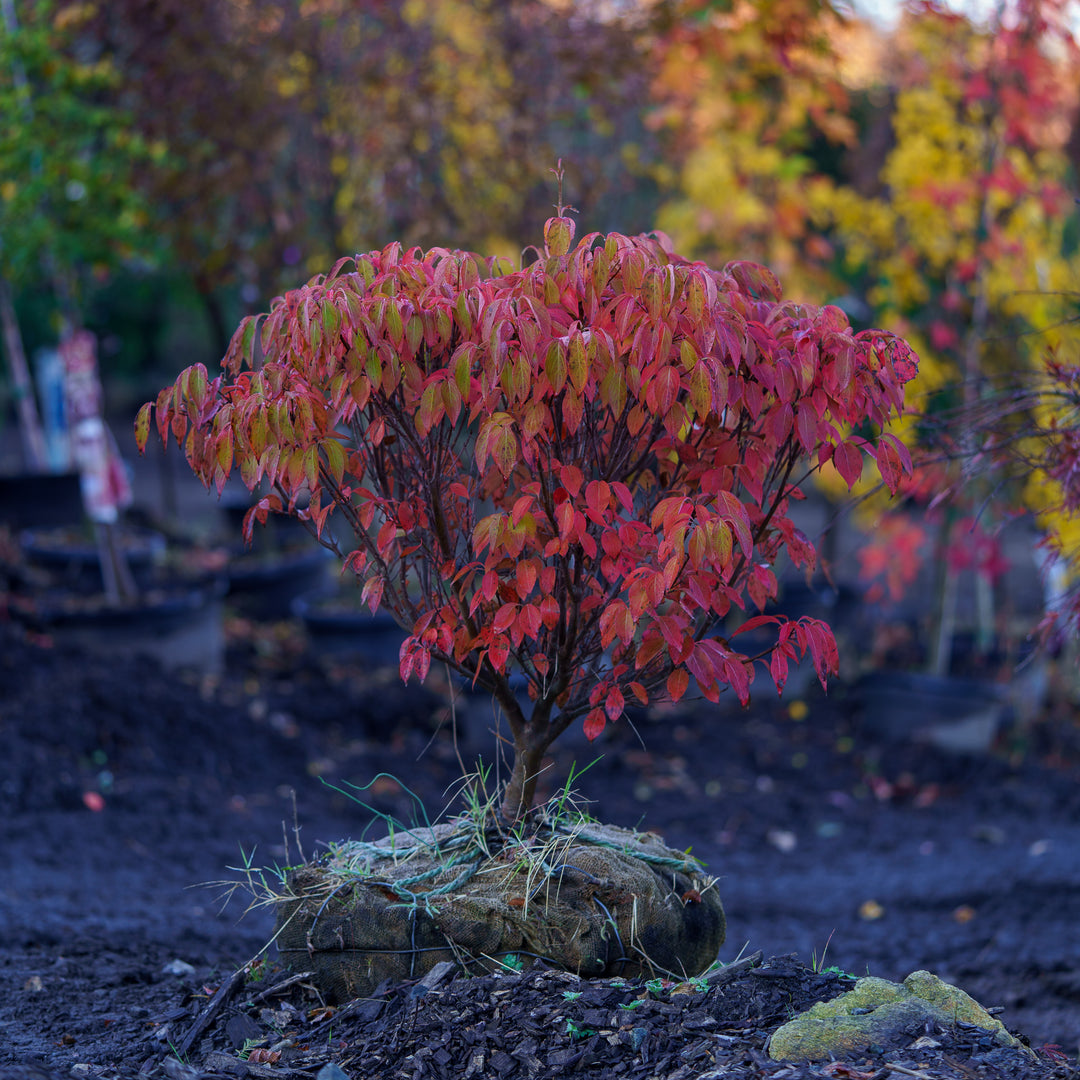 Plant of the Week - Little Poncho Dogwood – Plant Detectives