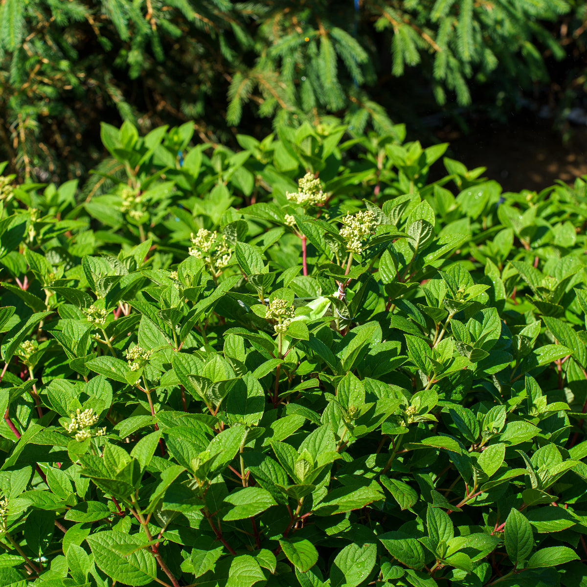 Little Quick Fire Panicle Hydrangea – Plant Detectives