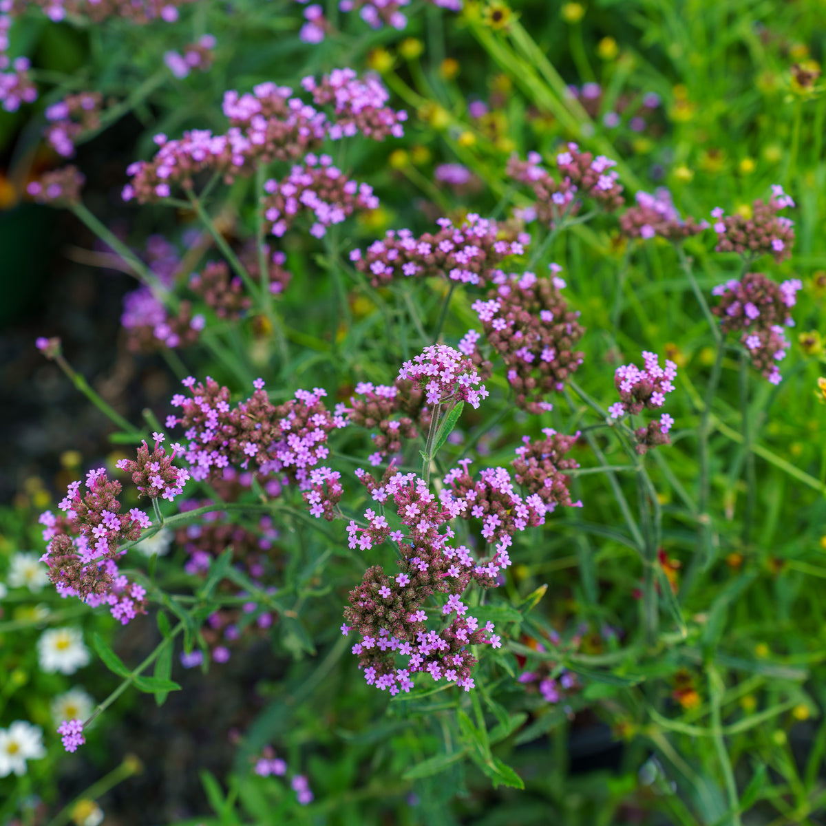 Lollipop Verbena – Plant Detectives