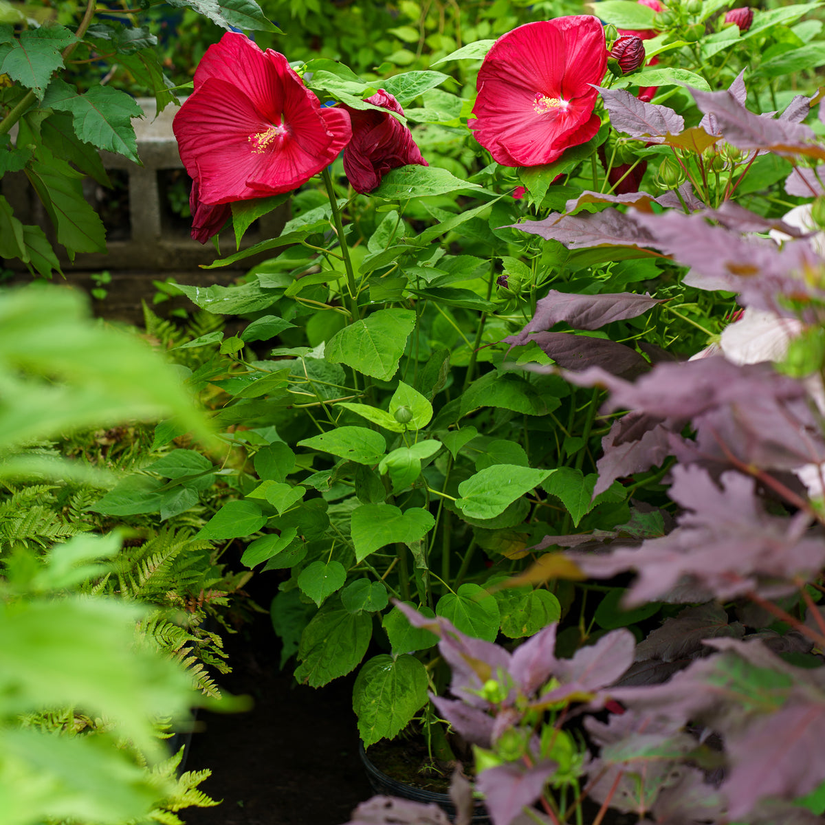 Luna Red Hibiscus – Plant Detectives