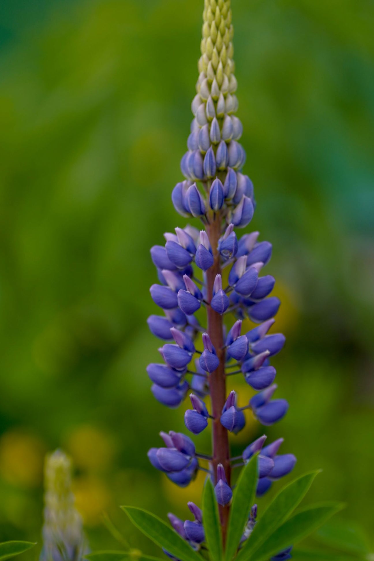 The Lupinus Guide – Plant Detectives