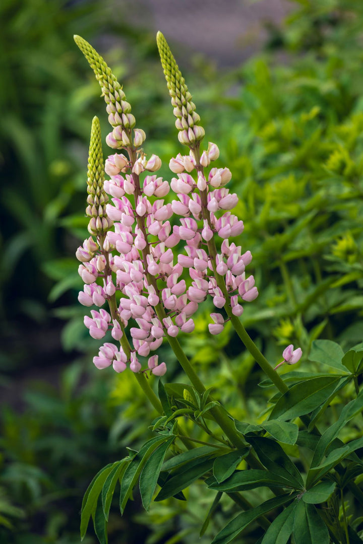 The Lupinus Guide – Plant Detectives