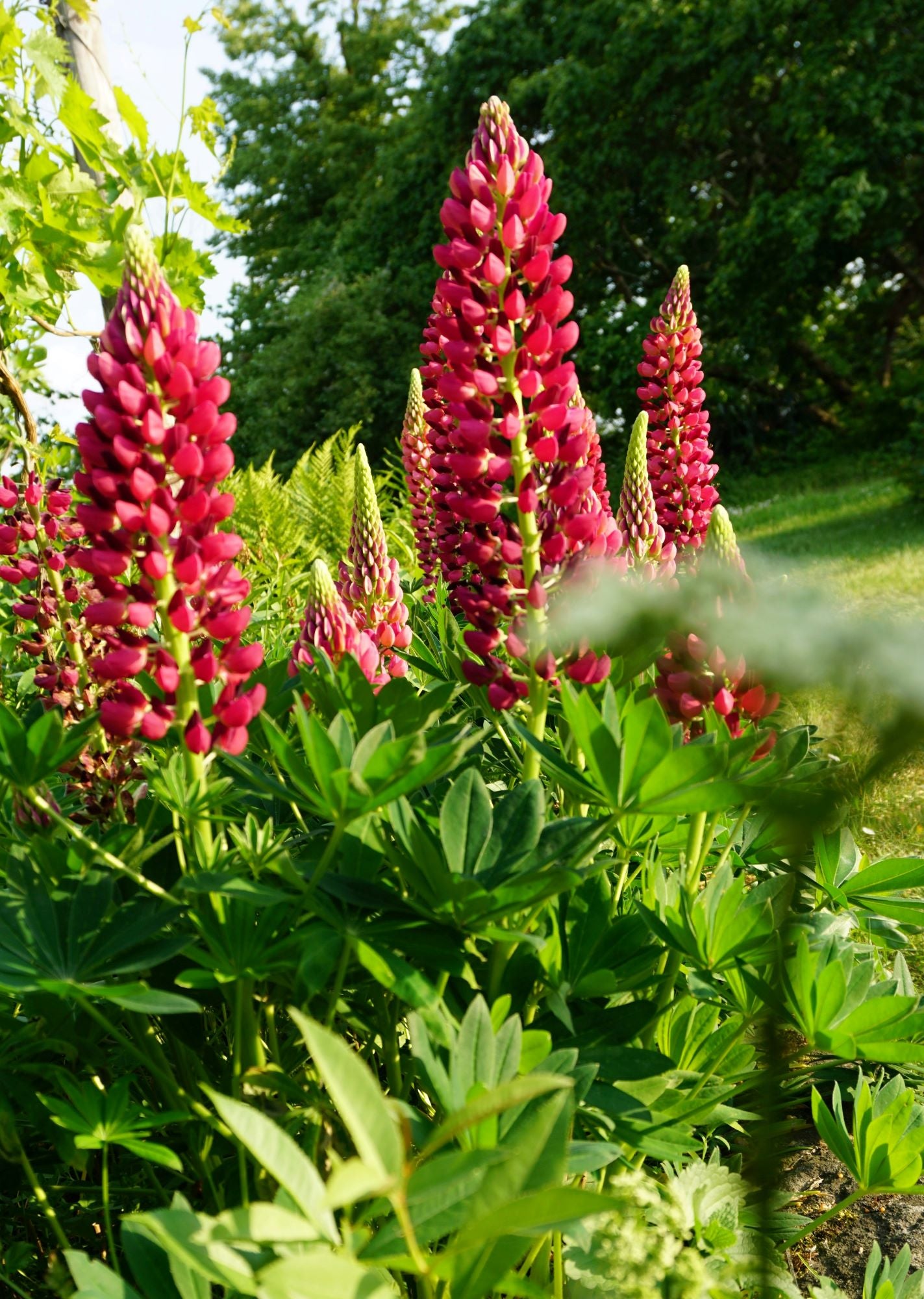 The Lupinus Guide – Plant Detectives