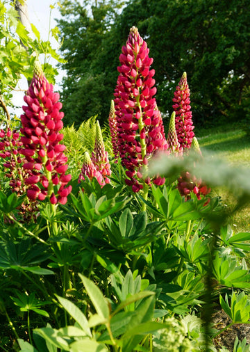 The Lupinus Guide – Plant Detectives
