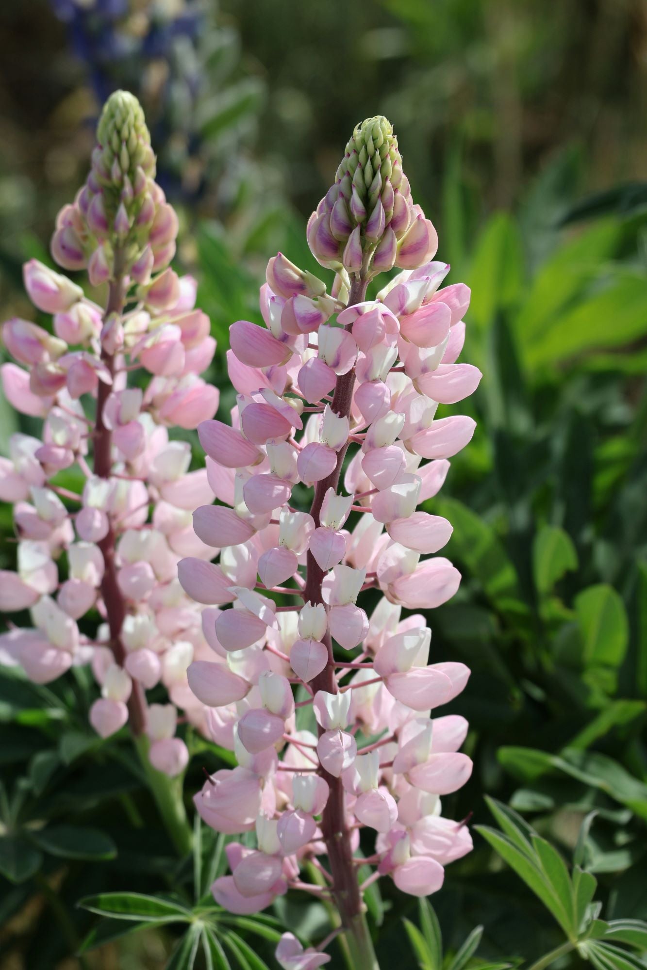 The Lupinus Guide – Plant Detectives
