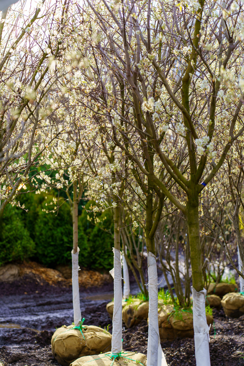 Rogers Allegheny Serviceberry – Plant Detectives