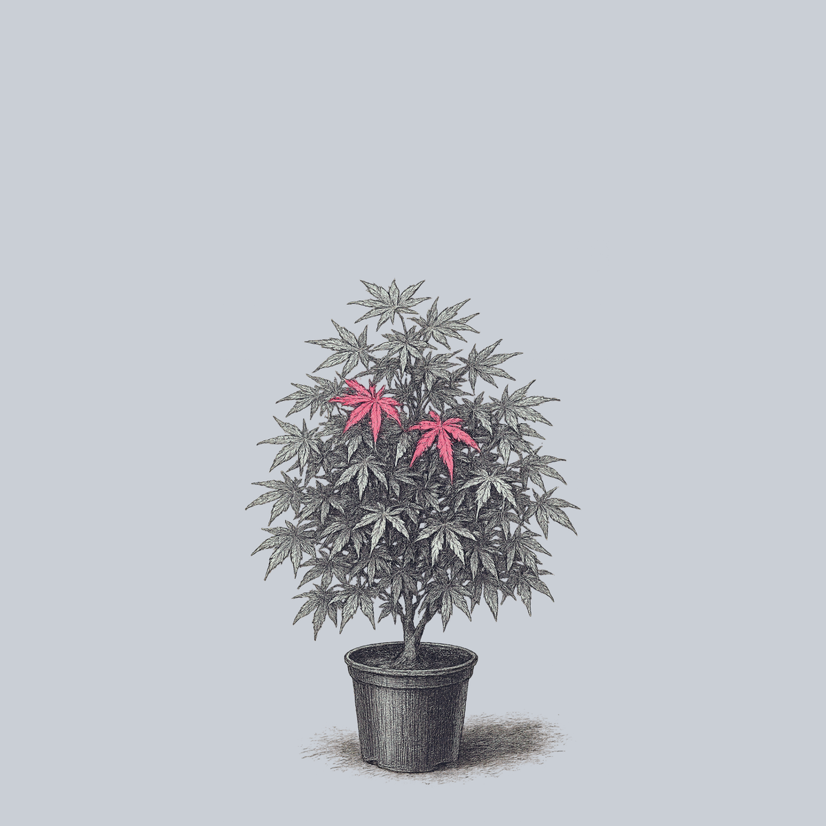 Marlo Japanese Maple – Plant Detectives