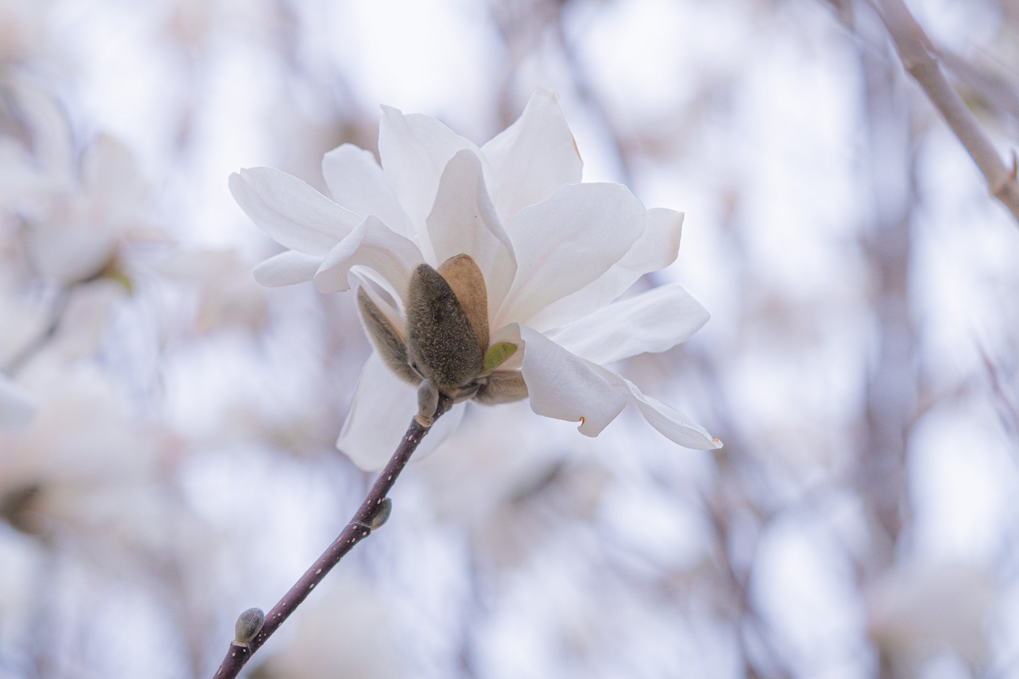 Plant of the Week - Merrill Magnolia – Plant Detectives
