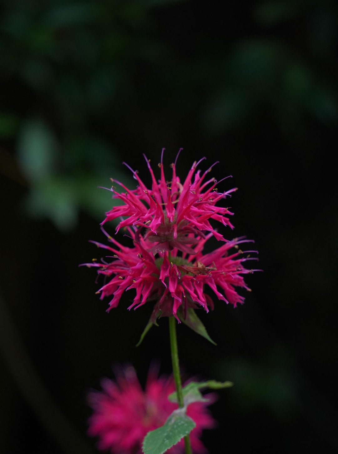 The Monarda Guide – Plant Detectives