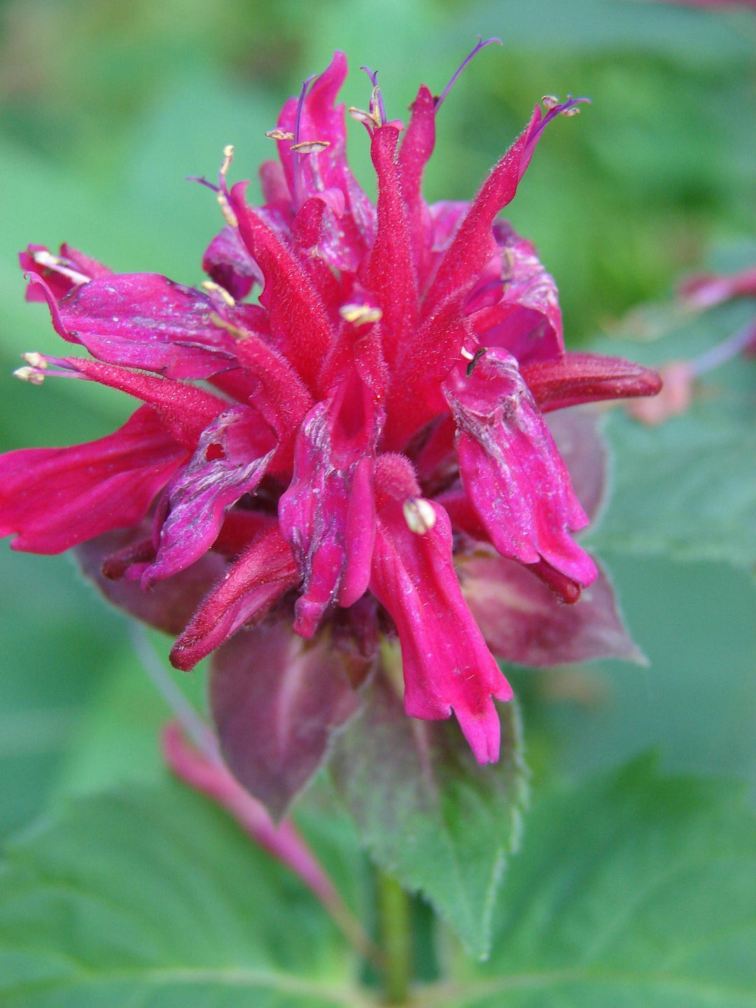 The Monarda Guide – Plant Detectives