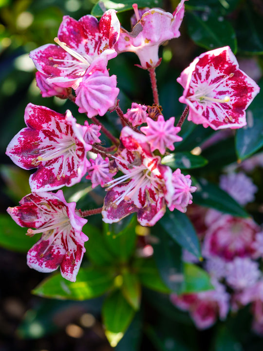The Mountain Laurel Guide – Plant Detectives