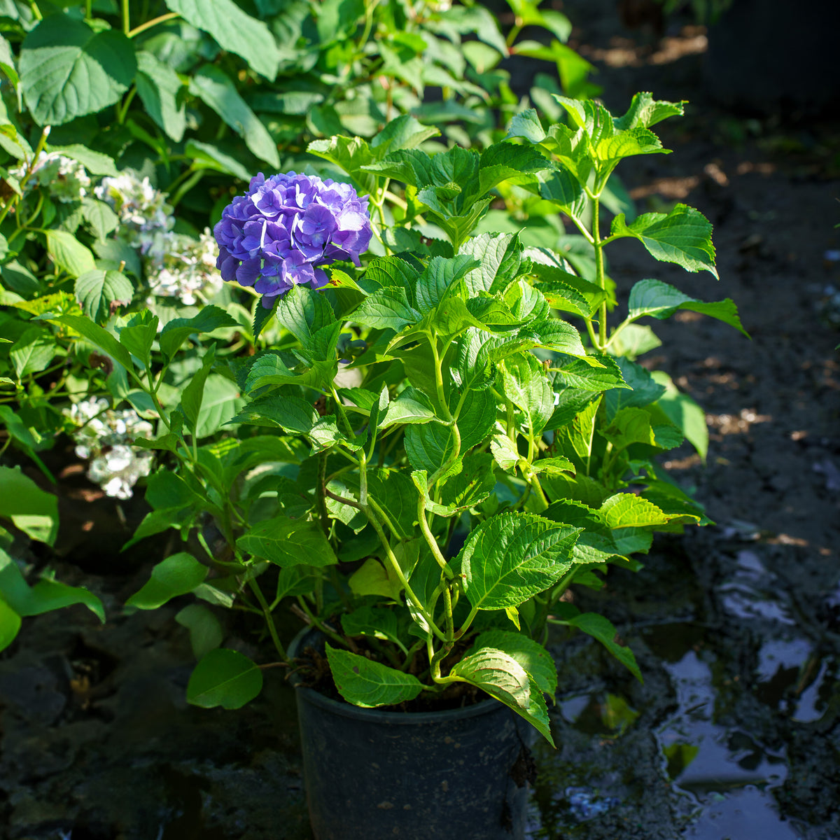 Magical Diamond Hydrangea – Plant Detectives