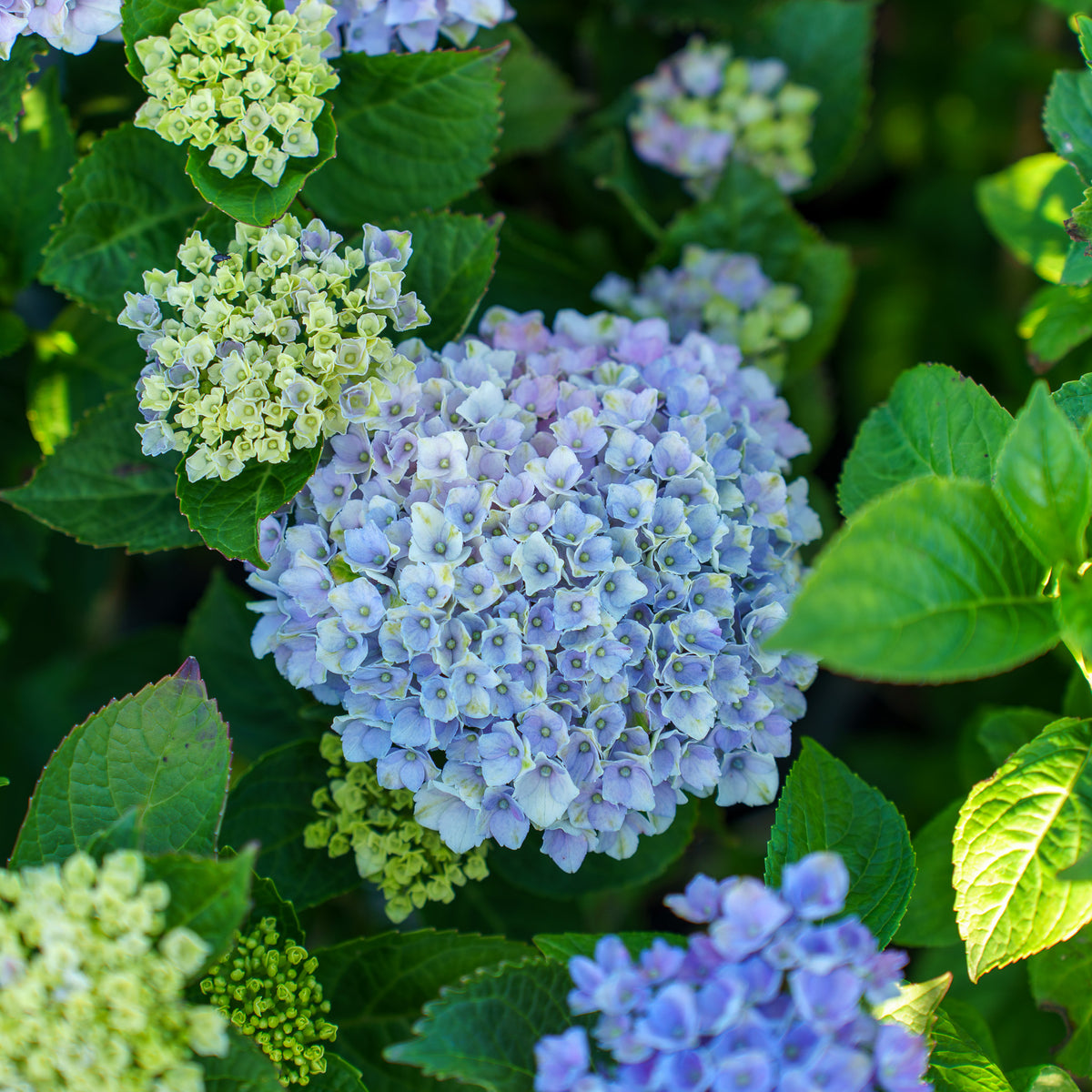 Magical Revolution Bigleaf Hydrangea – Plant Detectives