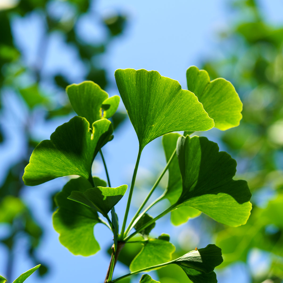 Magyar Ginkgo – Plant Detectives