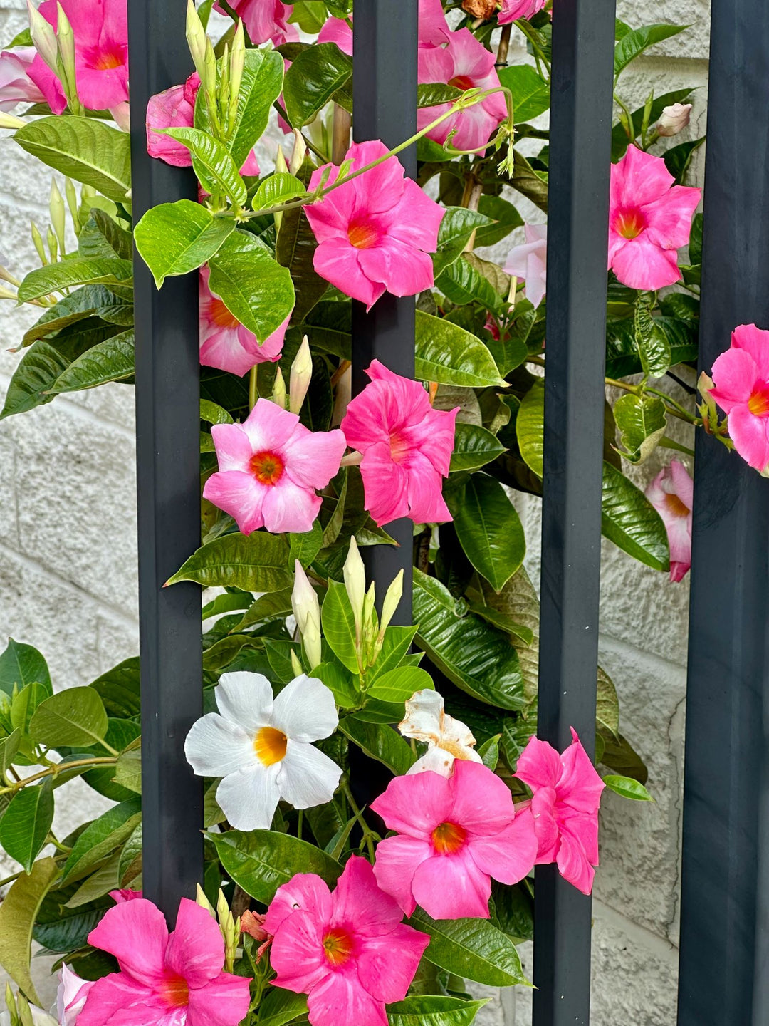 The Mandevilla Guide – Plant Detectives