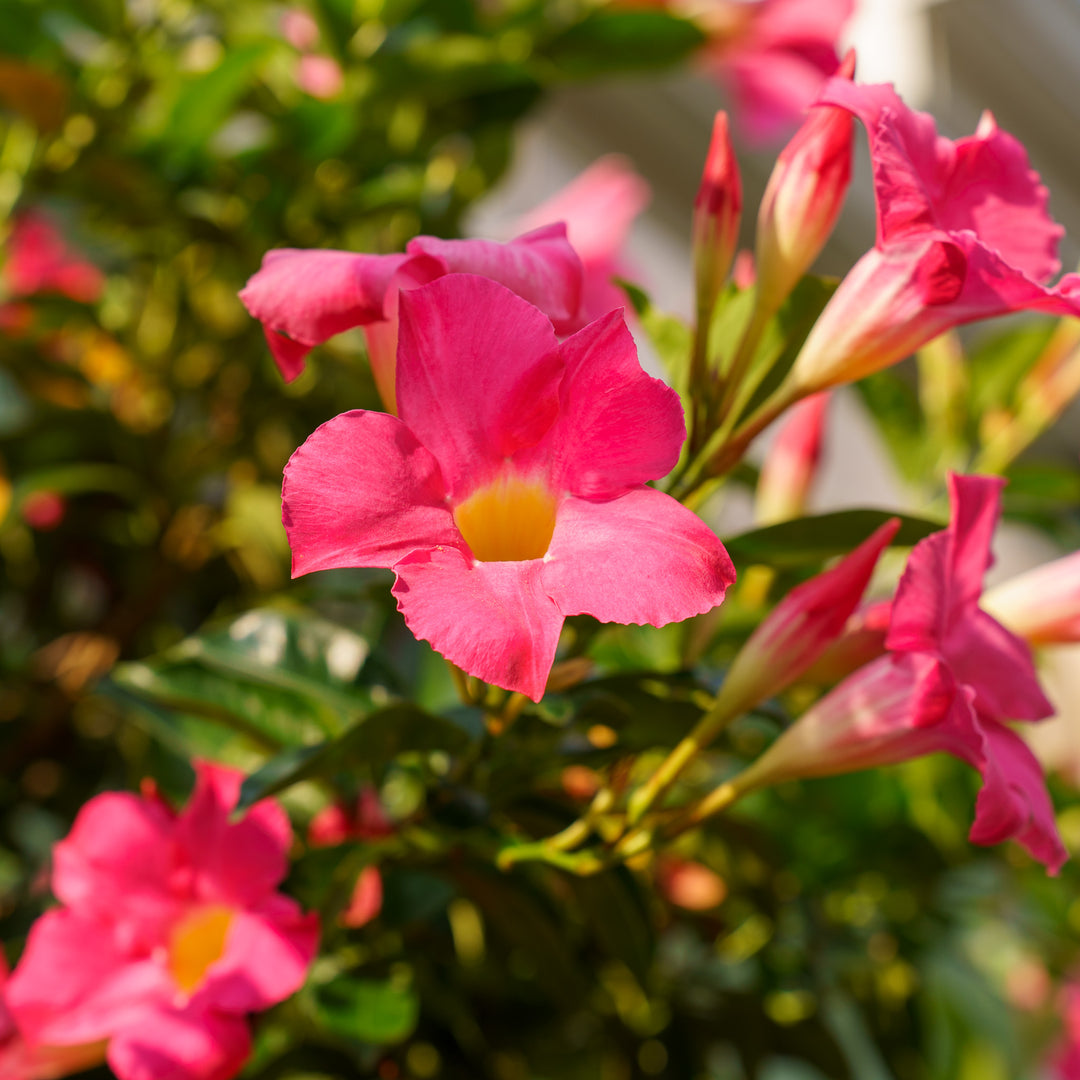 The Mandevilla Guide – Plant Detectives