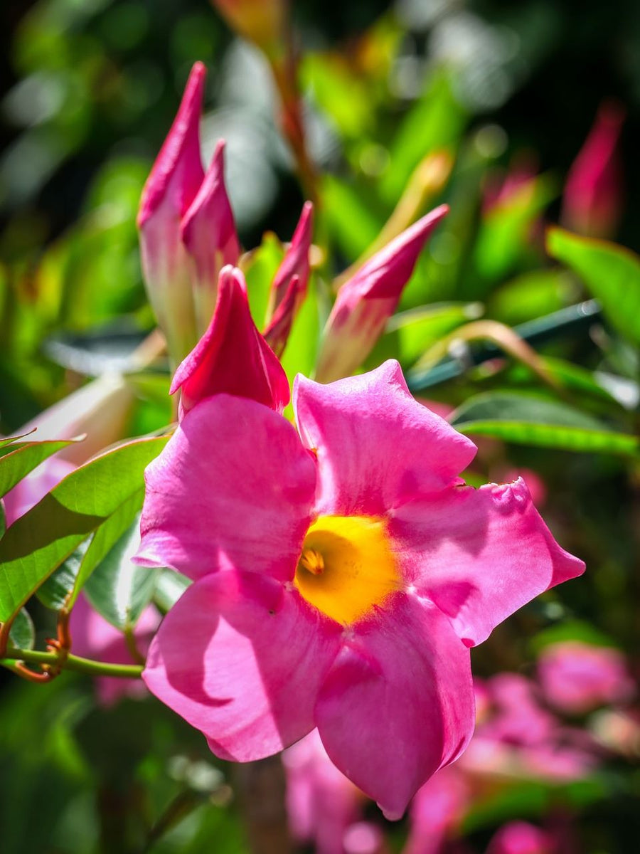 The Mandevilla Guide – Plant Detectives