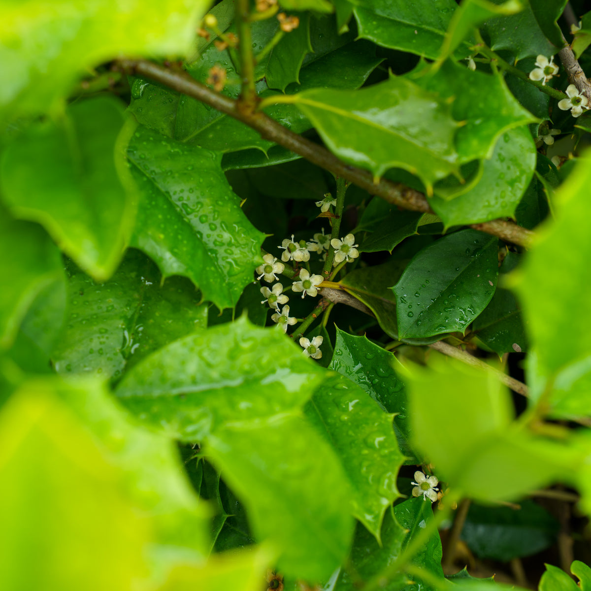 Mary Holman American Holly – Plant Detectives