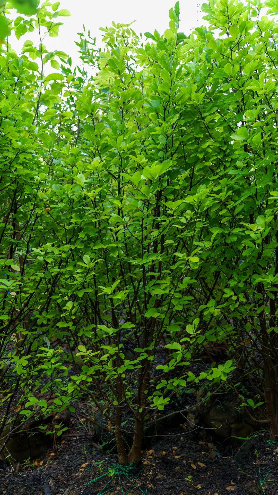 Plant of the Week - Merrill Magnolia – Plant Detectives