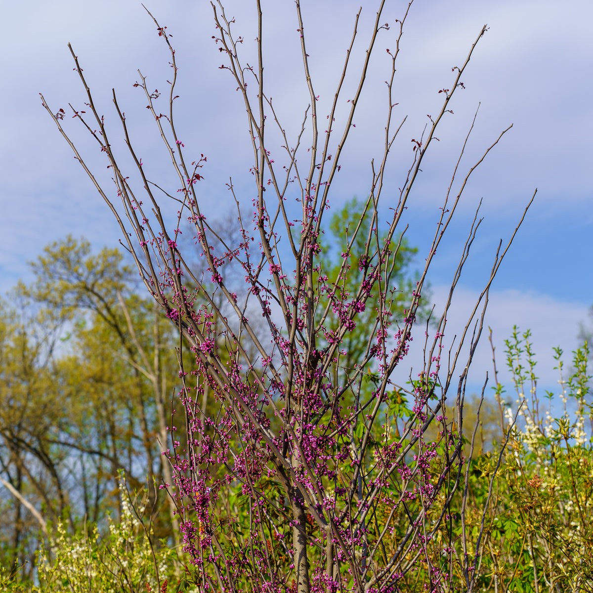 Midnight Express Eastern Redbud – Plant Detectives