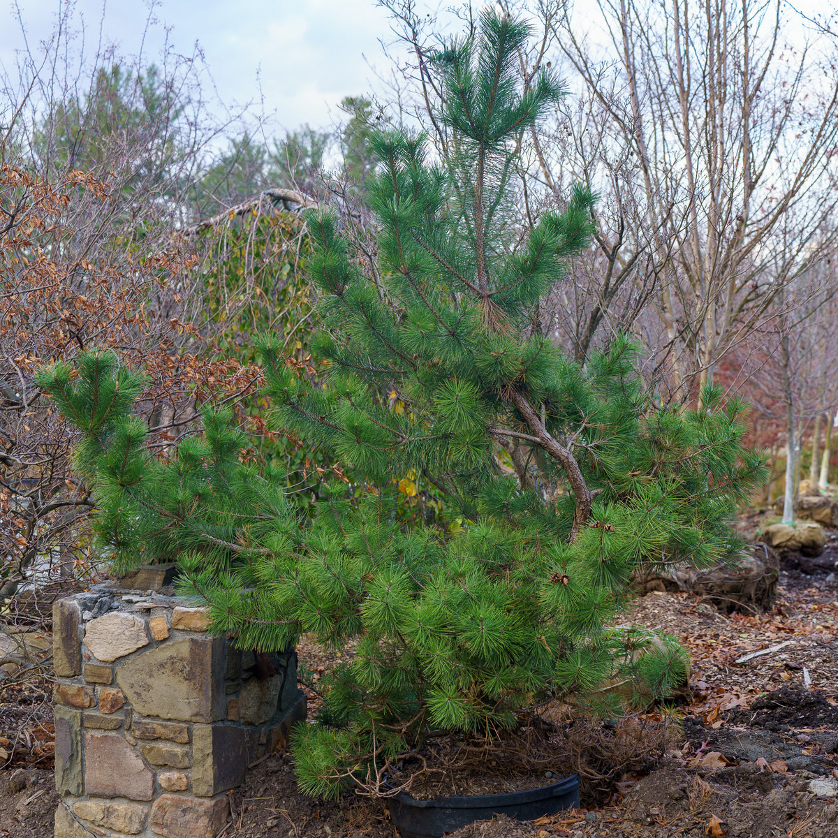 Mikawa Japanese Black Pine – Plant Detectives