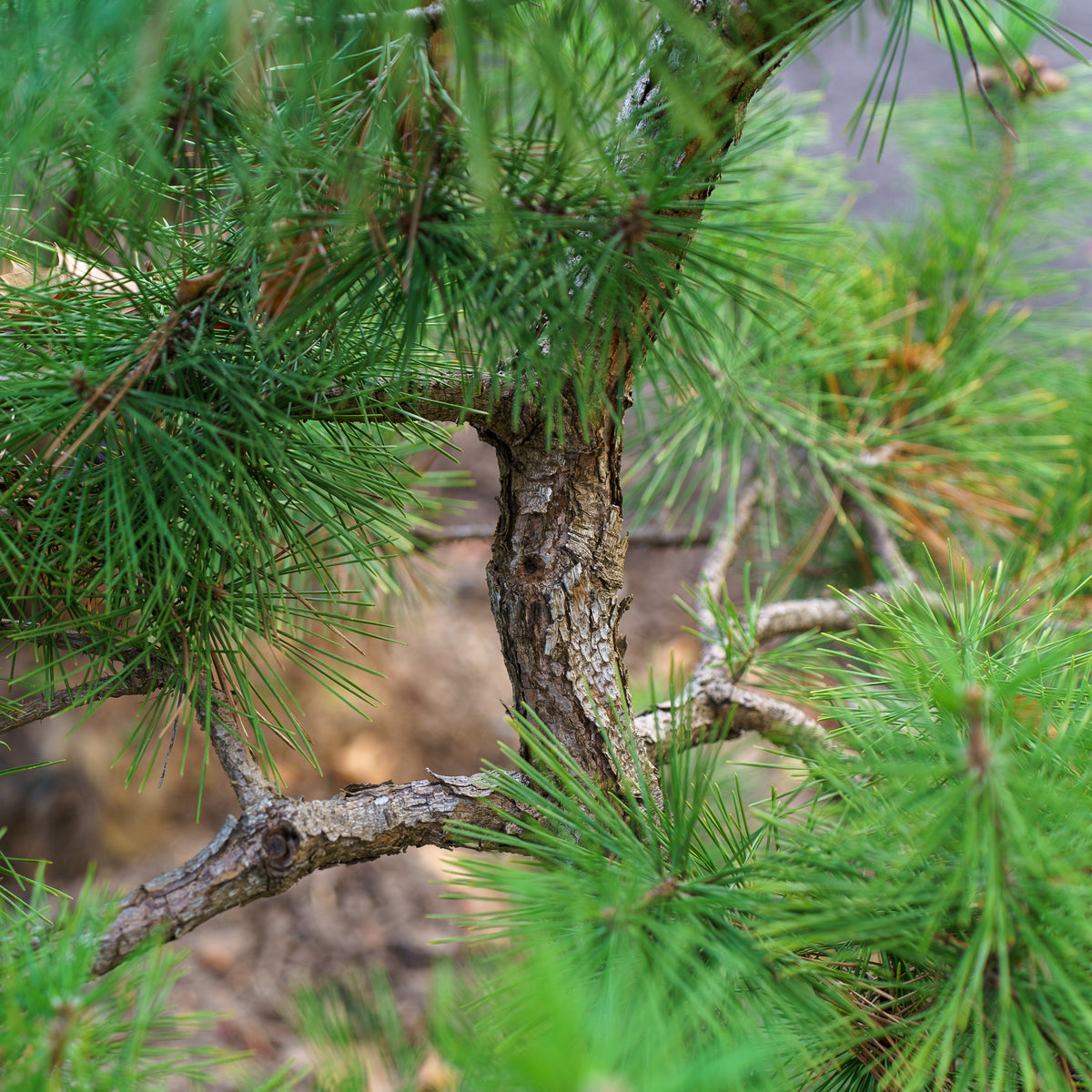 Mikawa Japanese Black Pine – Plant Detectives