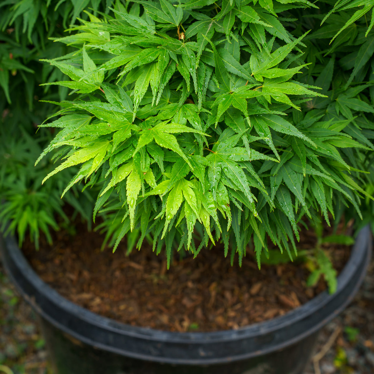 Mikawa Yatsubusa Japanese Maple – Plant Detectives