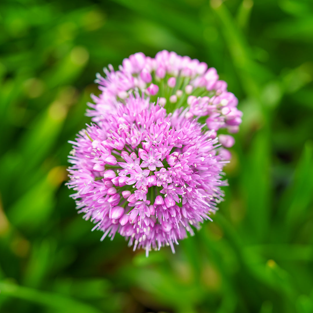 The Allium Guide – Plant Detectives