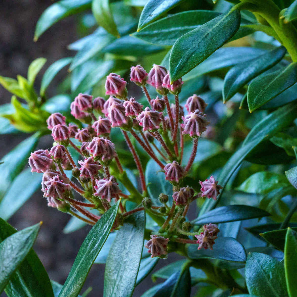 Minuet Mountain Laurel – Plant Detectives