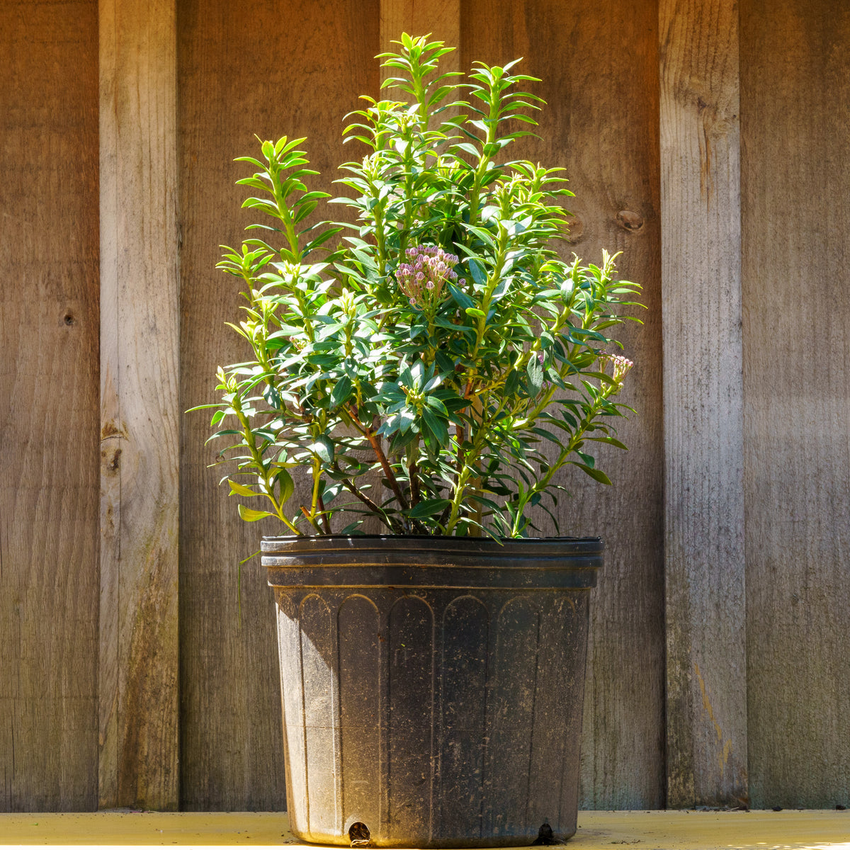 Minuet Mountain Laurel – Plant Detectives