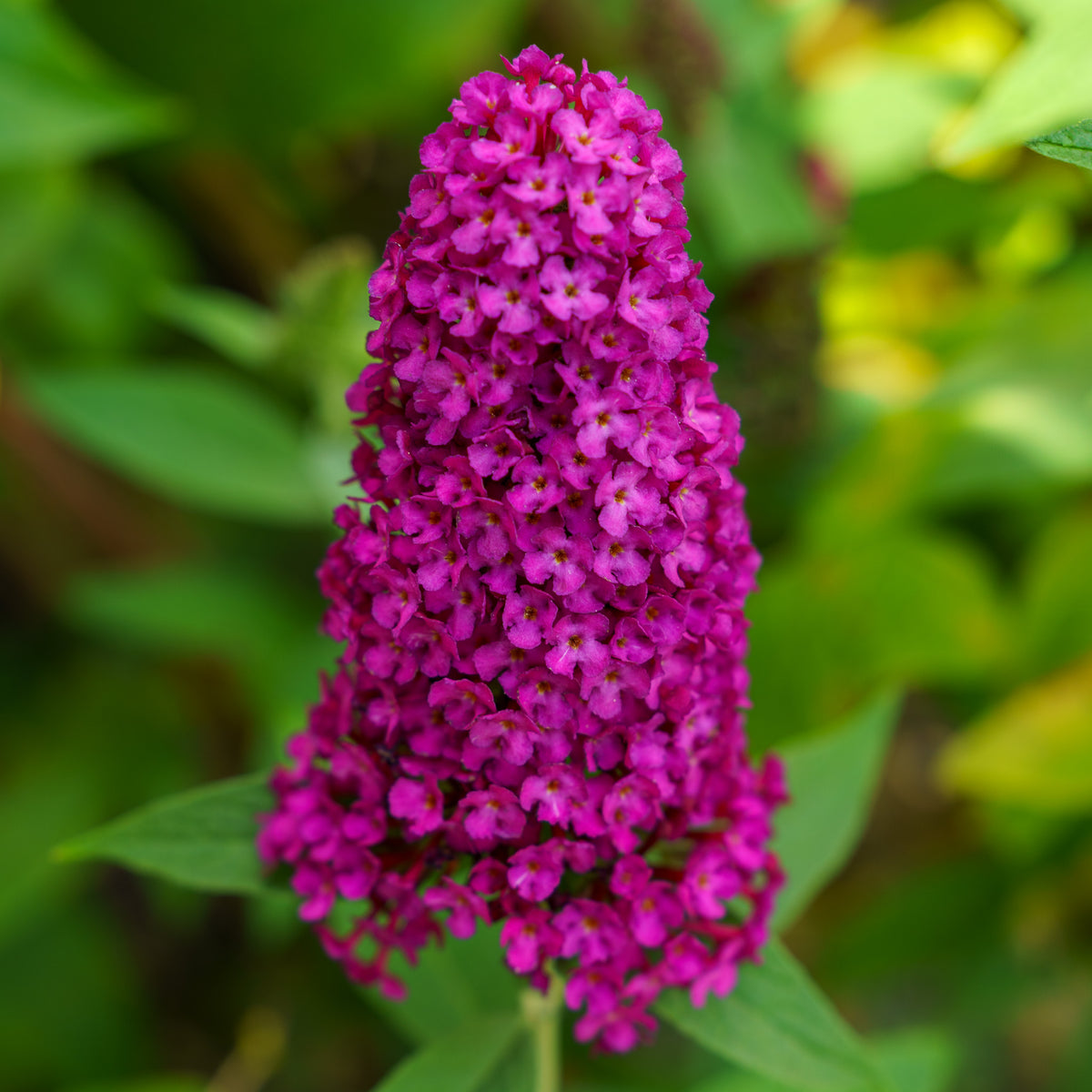 Miss Molly Butterfly Bush – Plant Detectives