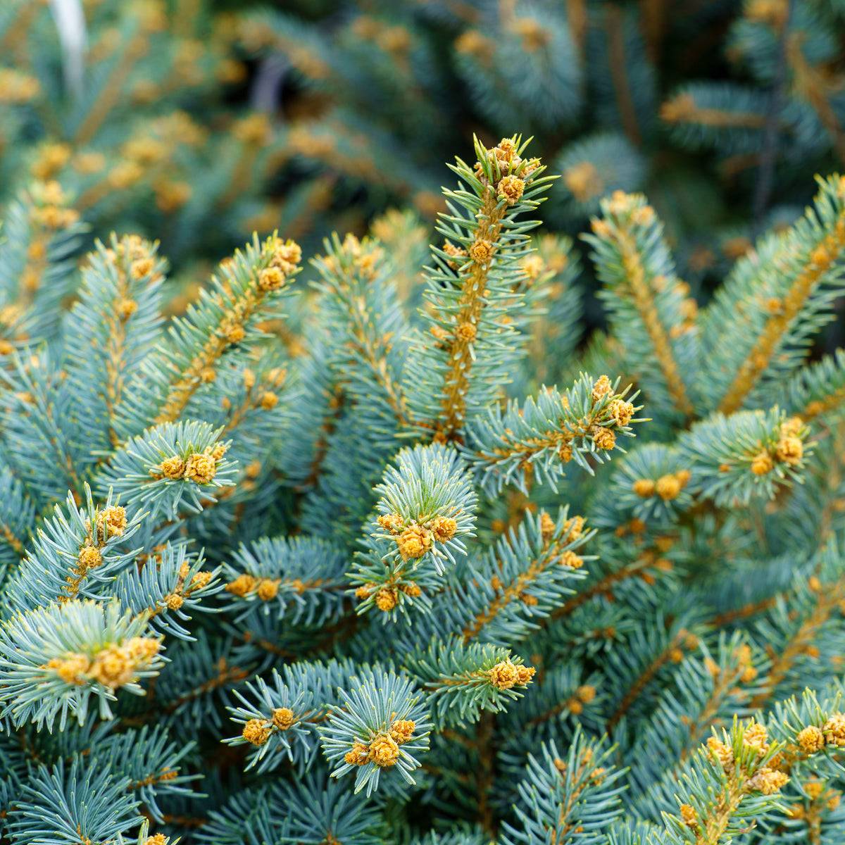 Montgomery Colorado Spruce – Plant Detectives
